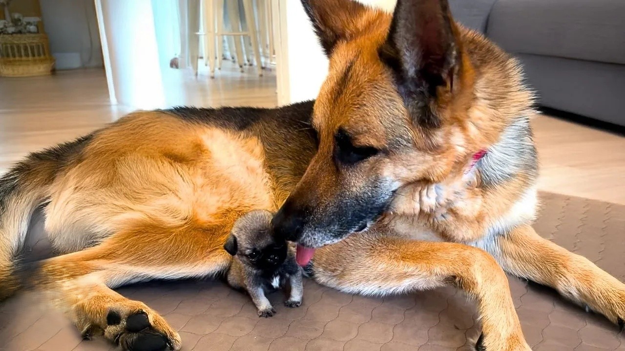 This German shepherd was feared by many - until he became the sweetest ...