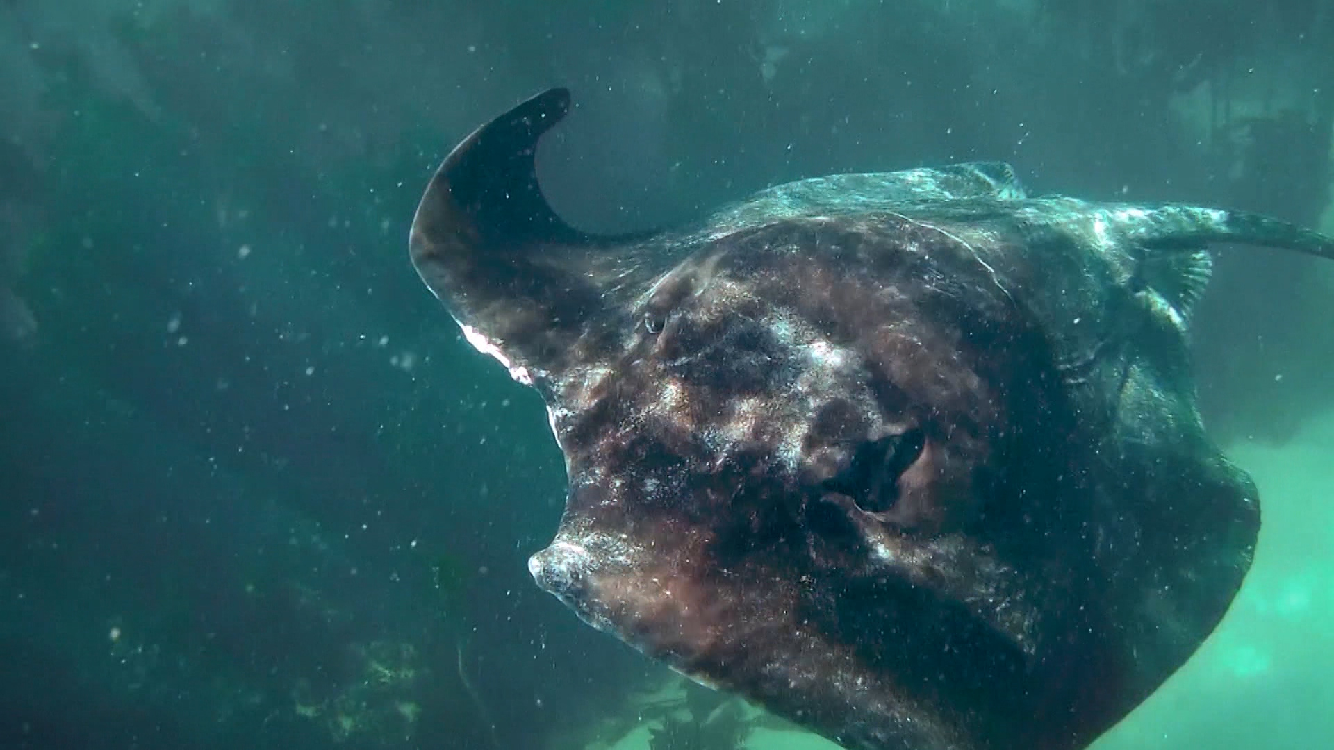 Discovering a new hotspot for giant Australian swordfish (2 of 2)