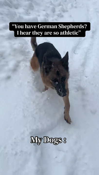 When dogs test your patience