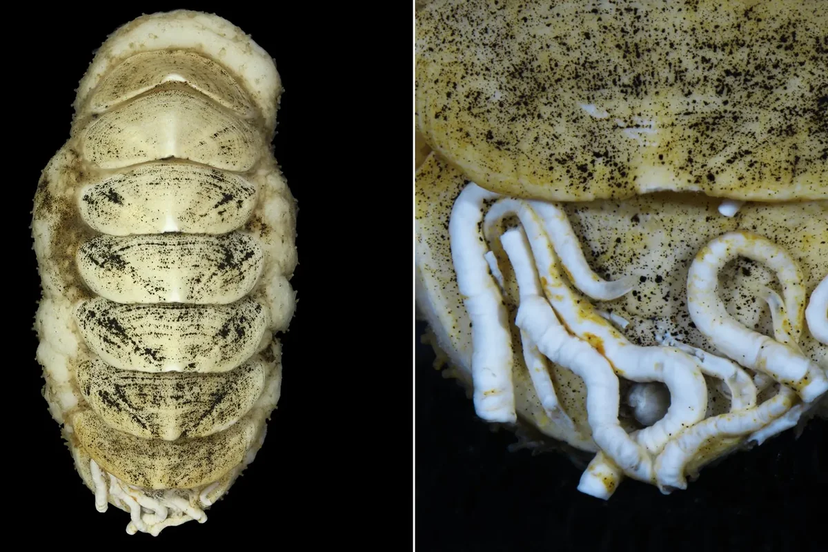 Strange deep-sea creature named after thousands offer suggestions