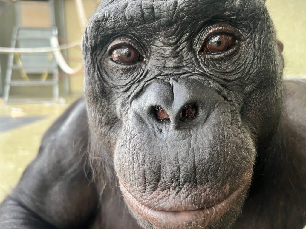 Apes share the human ability to imagine, suggests new research