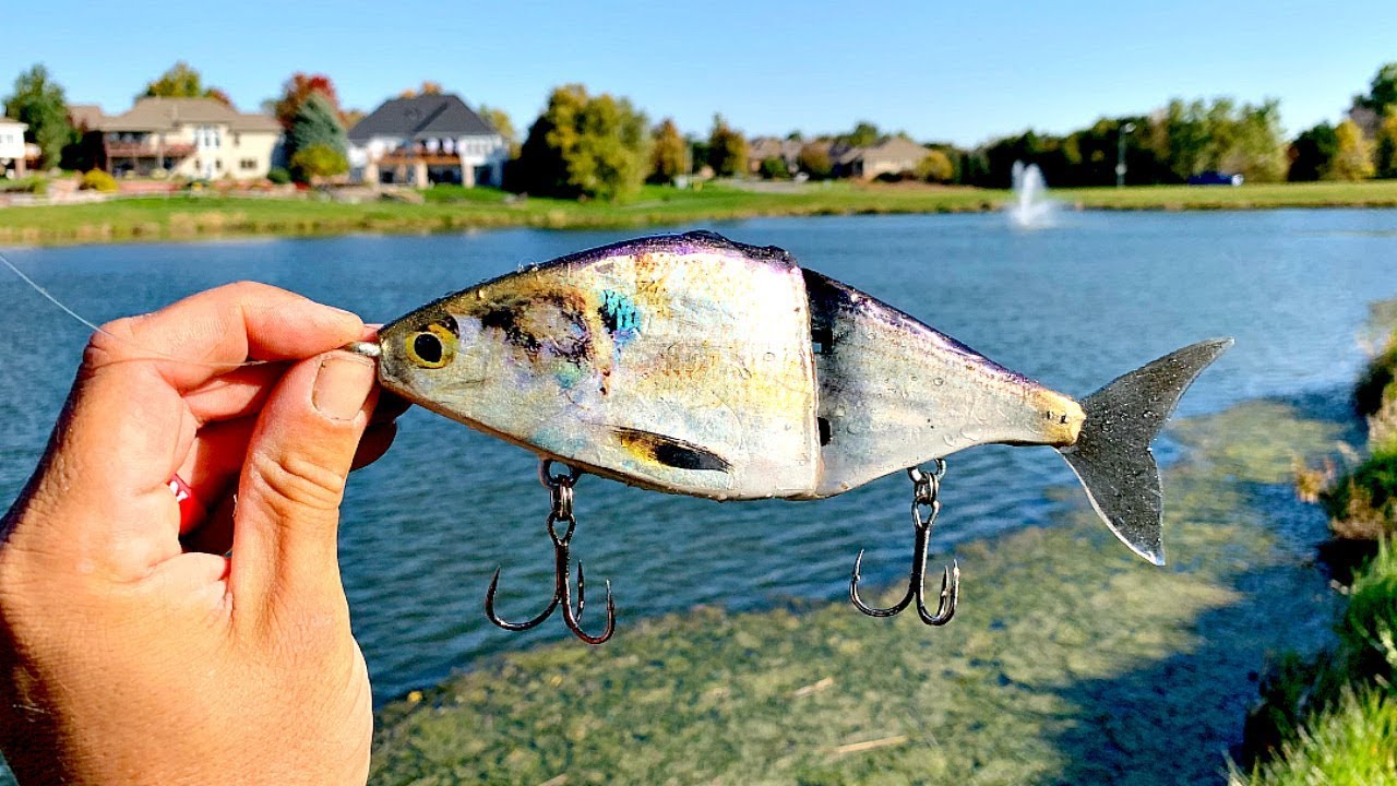 Making shad glide-bait from real fish produces epic catches