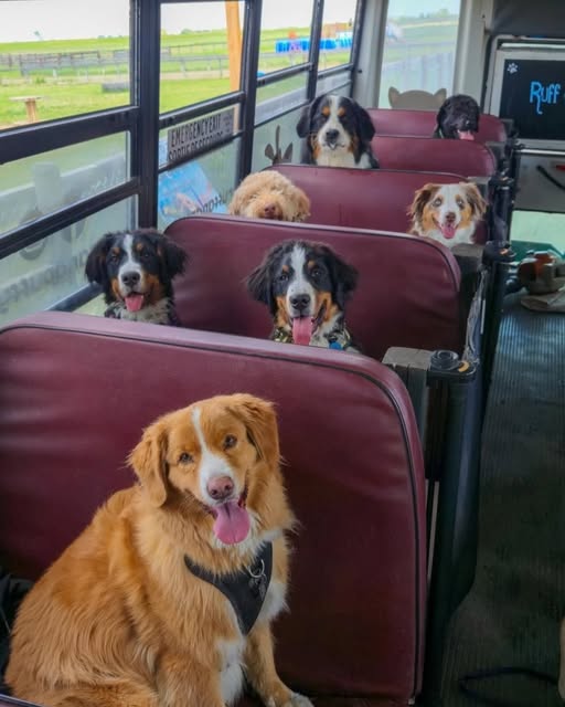 Look how happy the dogs are in their little trip! 🥹💖 This "dog bus" in ...