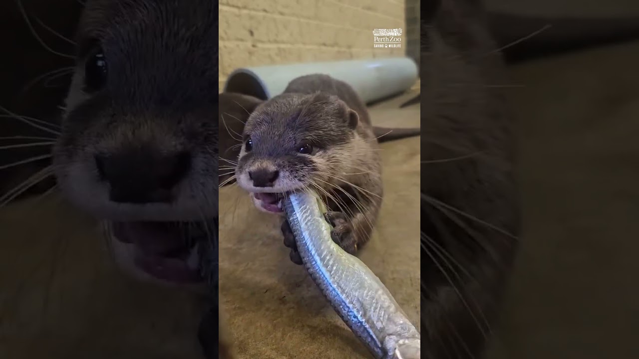 Watch a smart otter teaching how to eat fish