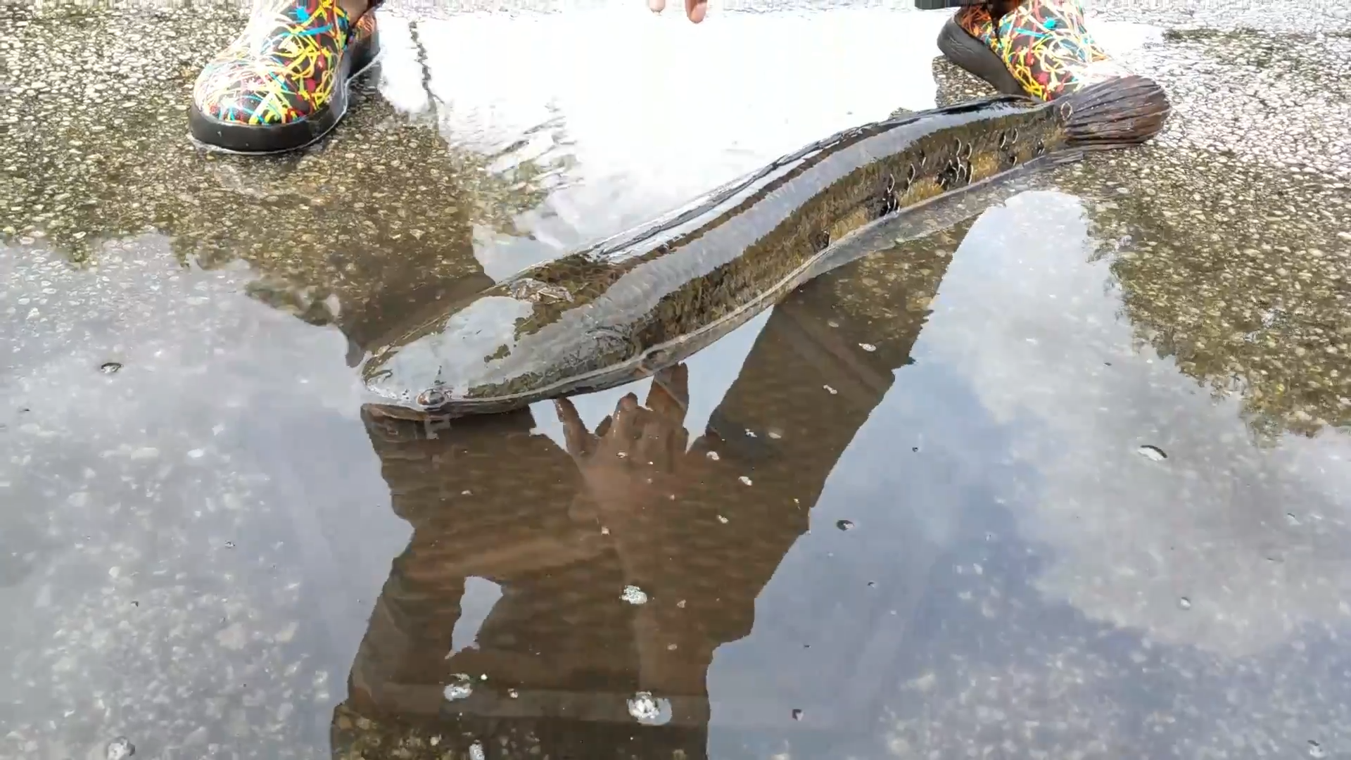 This fish should not be living in a sewer