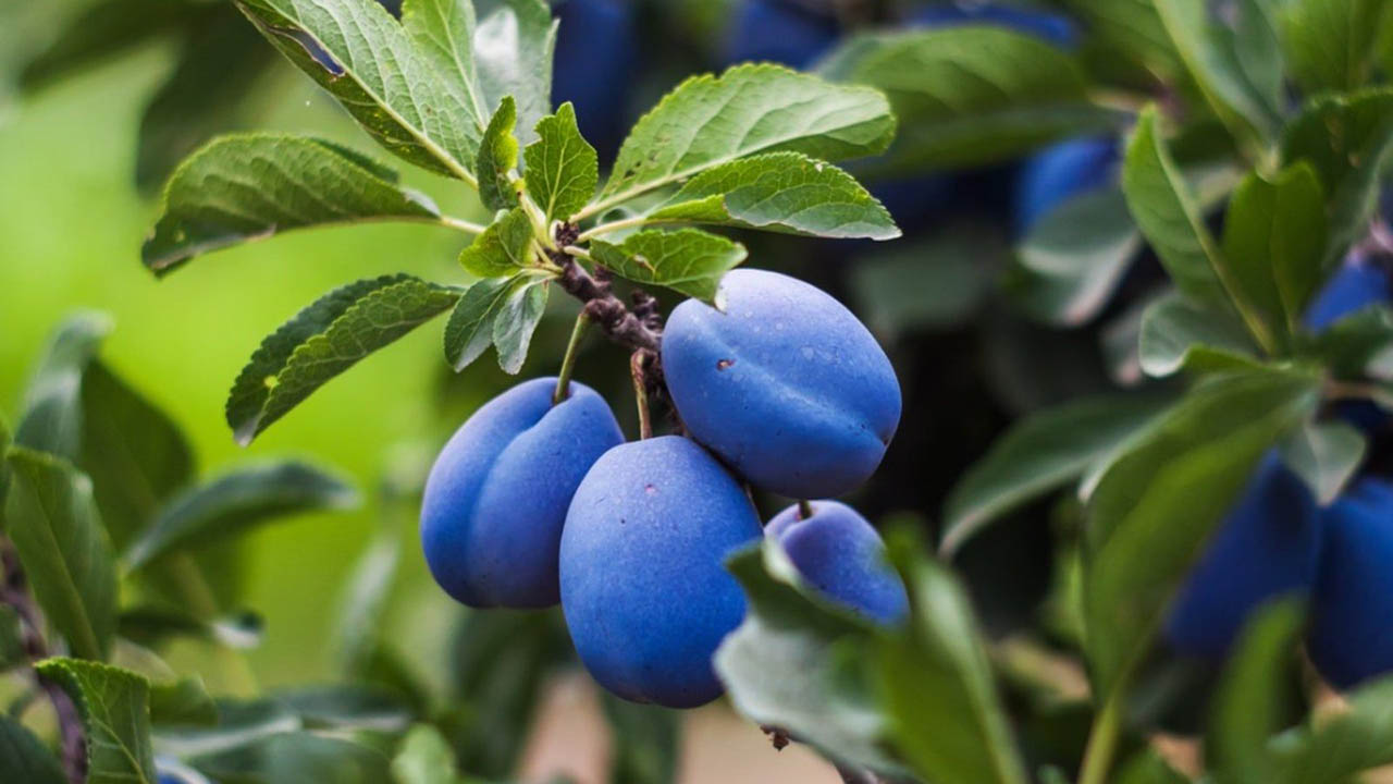 12 reasons why you should prune your fruit trees