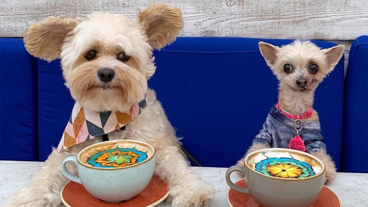 The 5 calmest and most well-behaved dog breeds