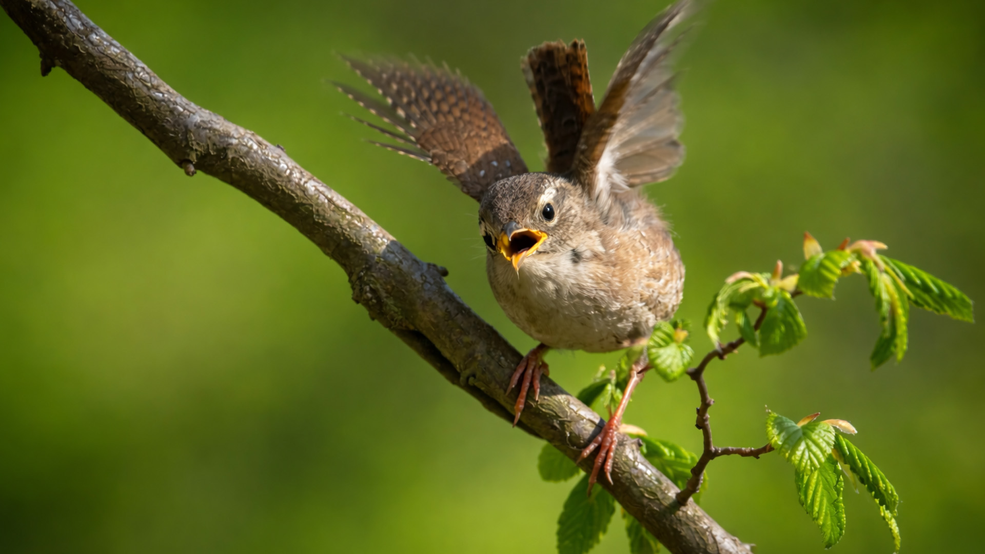 Quand ce tout petit oiseau s’est mis à chanter