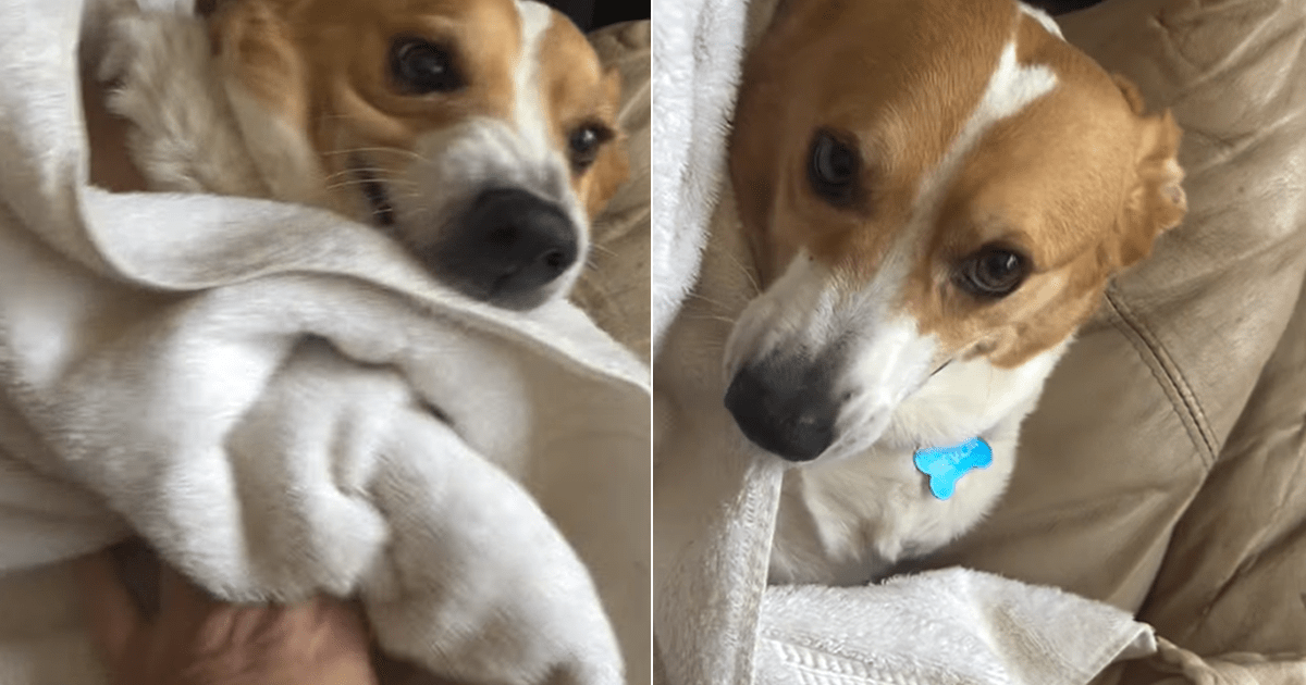 Video shows what it's like to dry off this dog after playing in snow