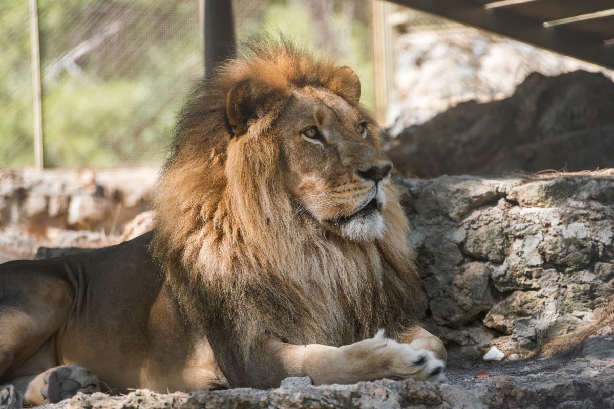 Southwick’s majestic lion is completely mesmerized by the falling snow