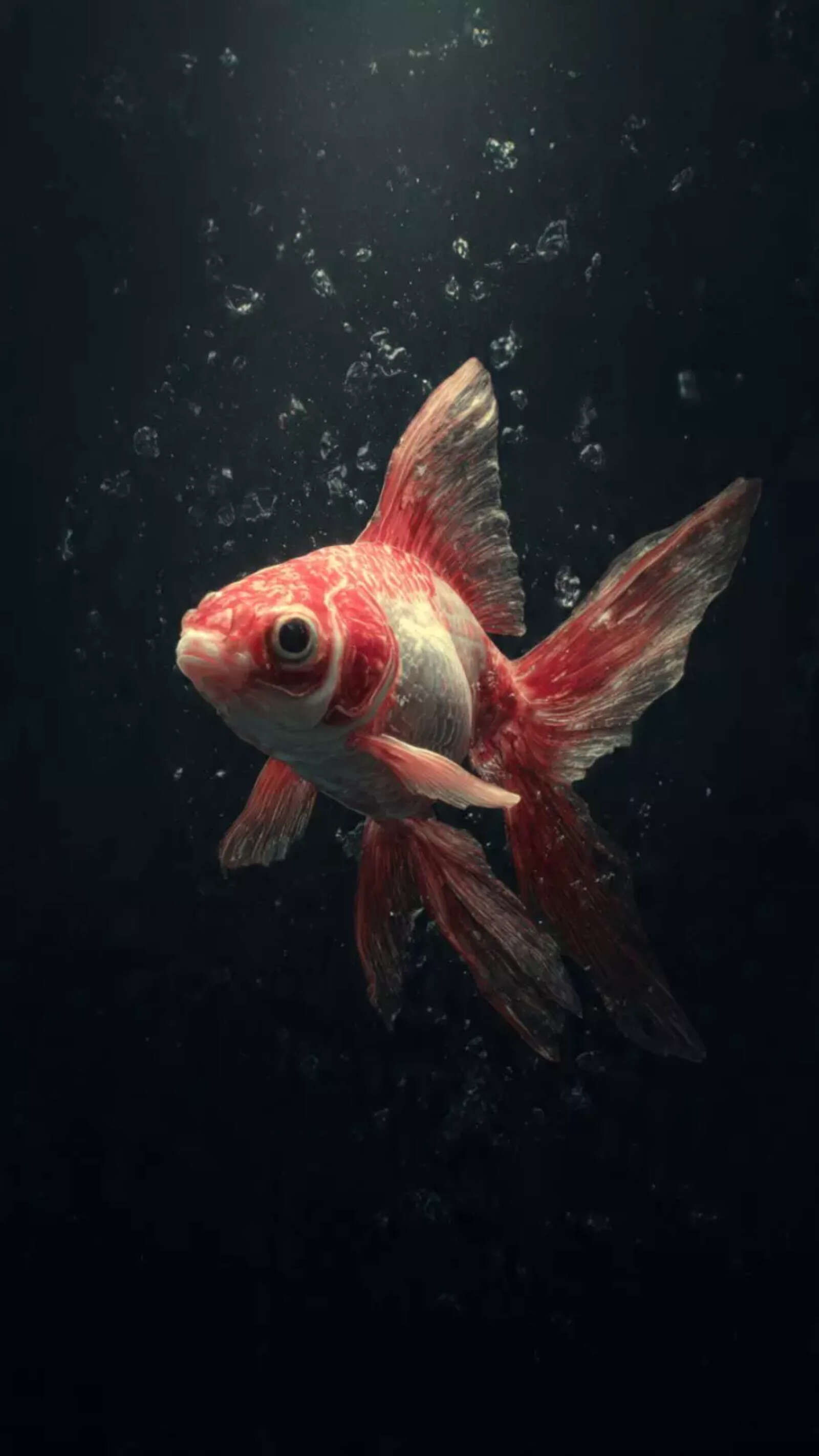 Why do fish make noise and how they communicate