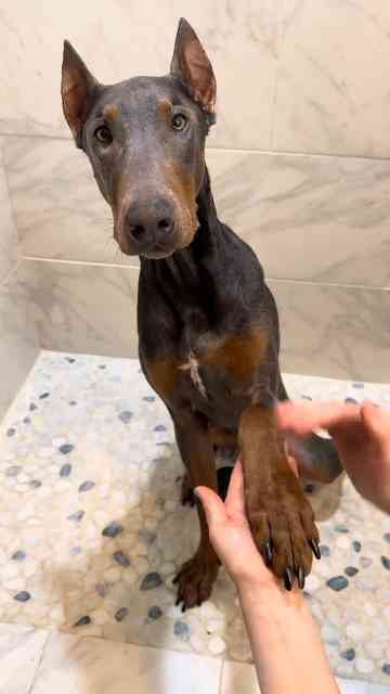 Bath routine of a beautiful foster dog
