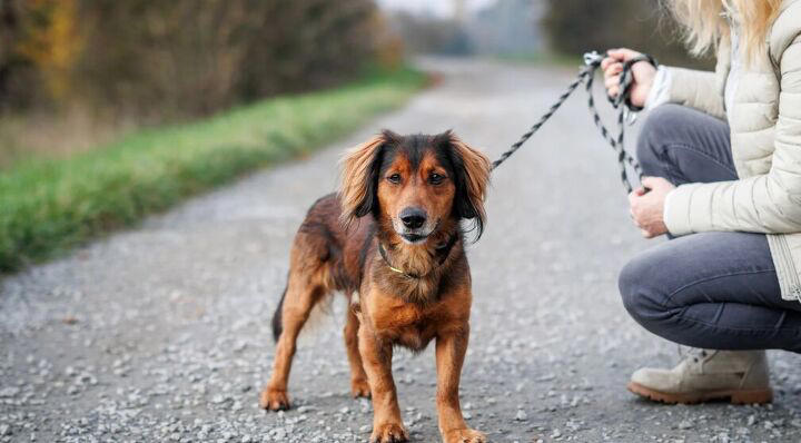 3 tips for giving your dog a better walk