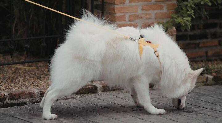 3 tips for giving your dog a better walk