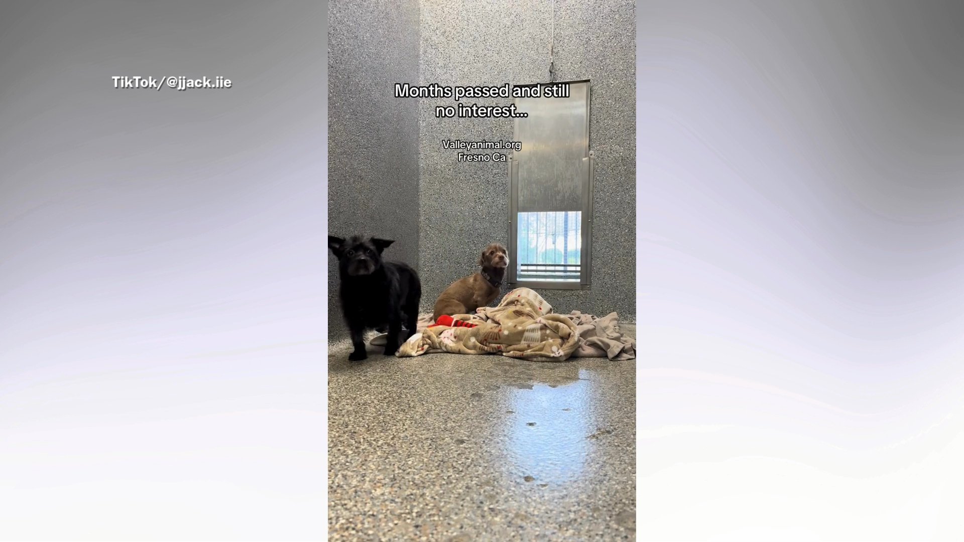 Dog duo saved from hoarding case, hearts break over update months later
