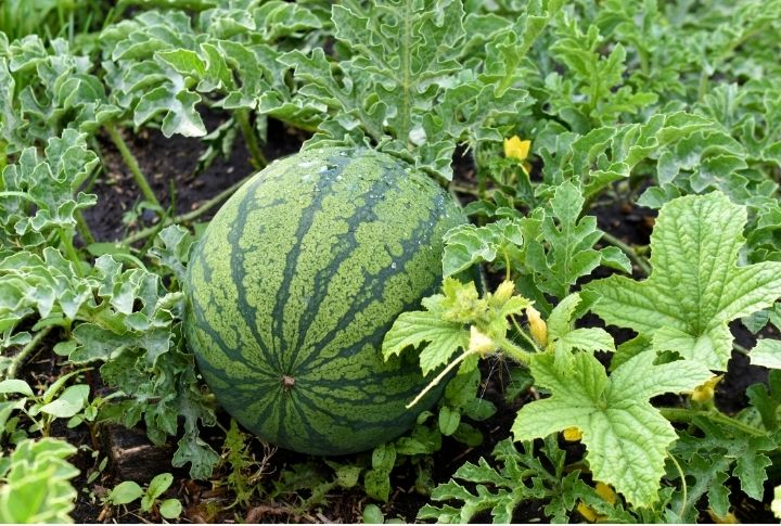 15 simple tips you can use for melons and vining plants
