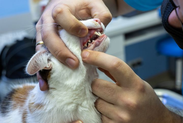 Everything you need to know about tooth resorption in cats