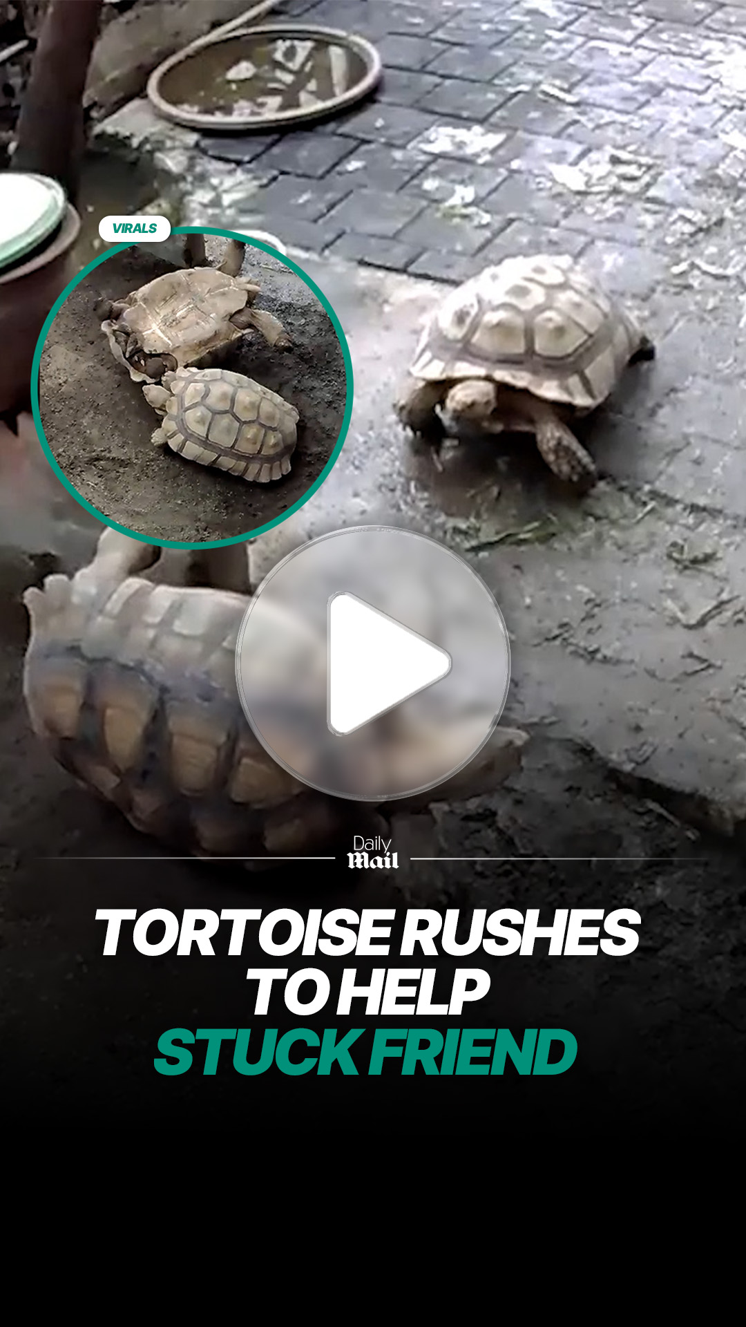 Giant tortoise rushes to help friend stuck on his back