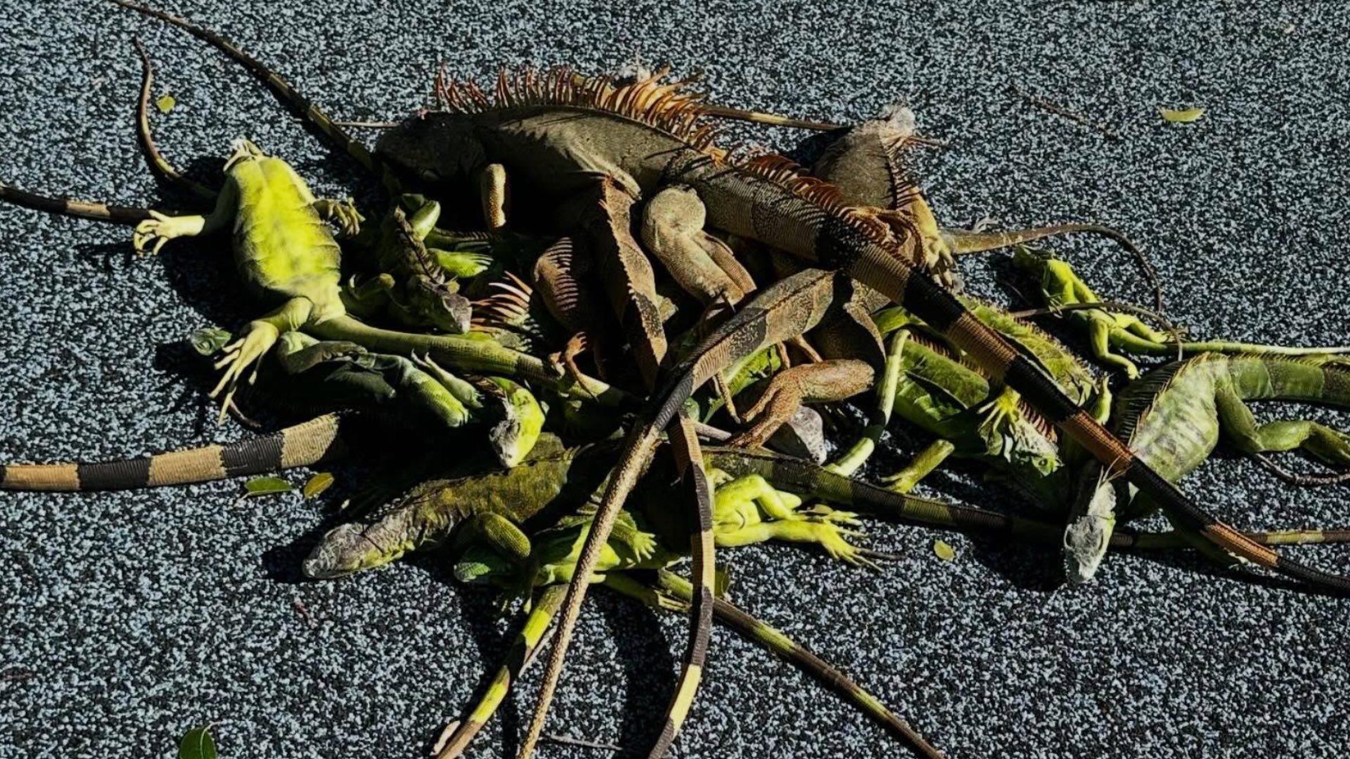 In Florida, the cold weather is causing an astonishing 'iguana rain'