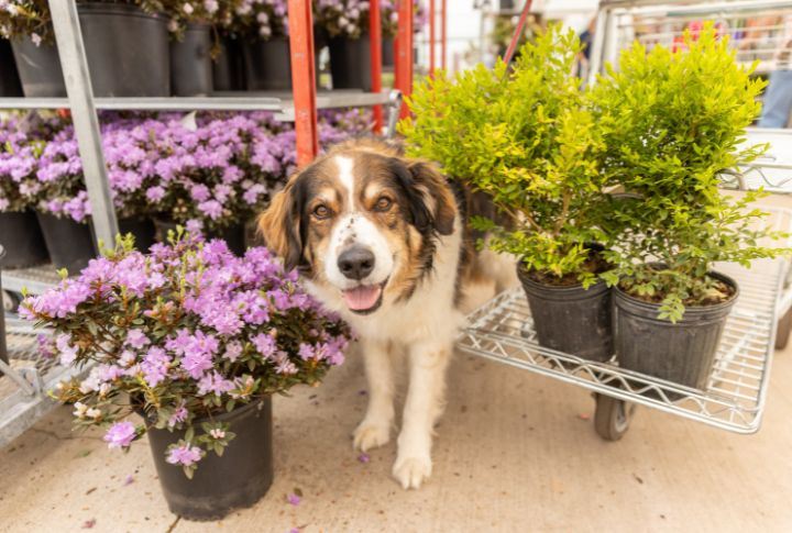 15 tips to transform your garden into a safe haven for your dog