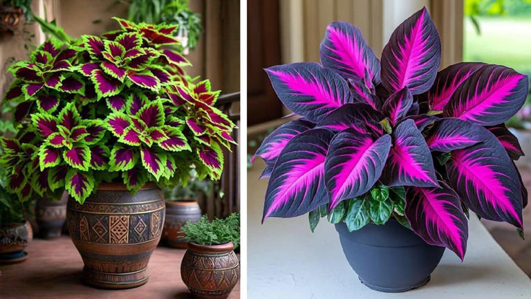 Love colorful leaves? 5 plants are perfect for your balcony