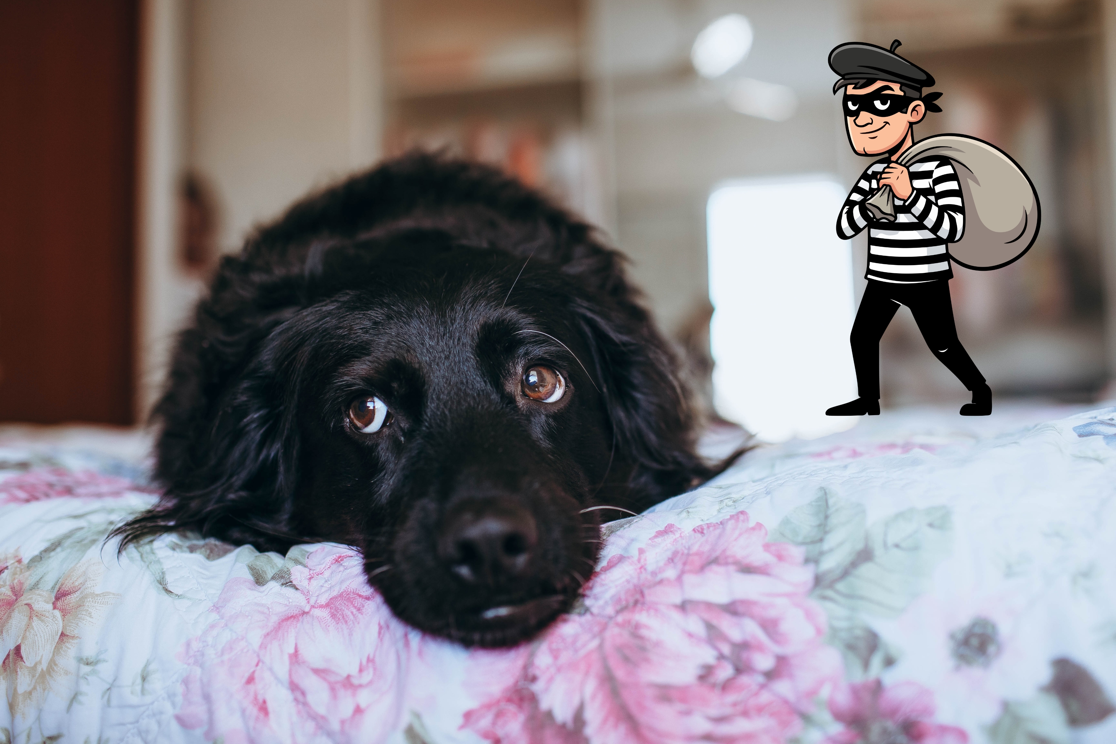 Bad guard dogs 2026: Here are the 12 adorable breeds of dog you can't ...