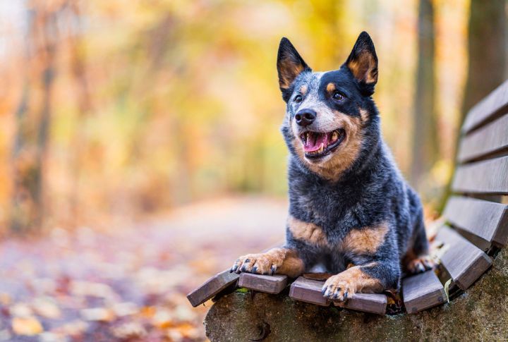 9 Australian dog breeds ideal for any home