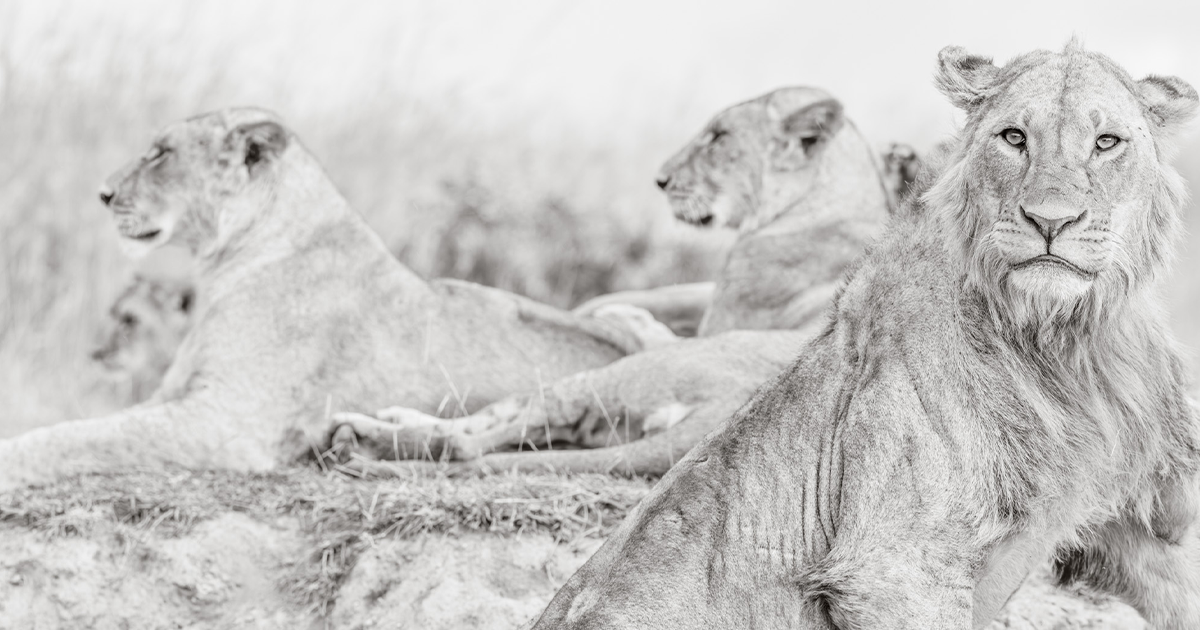 Roaring nights and stunning safari days: My 21 photos from Kenya