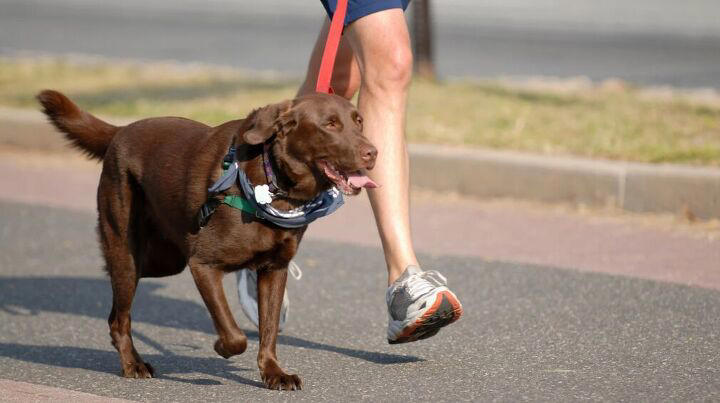 3 tips for giving your dog a better walk