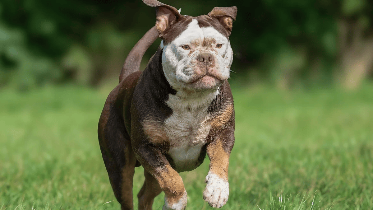 Veterinarian lists 8 signs that confirm your dog is happy