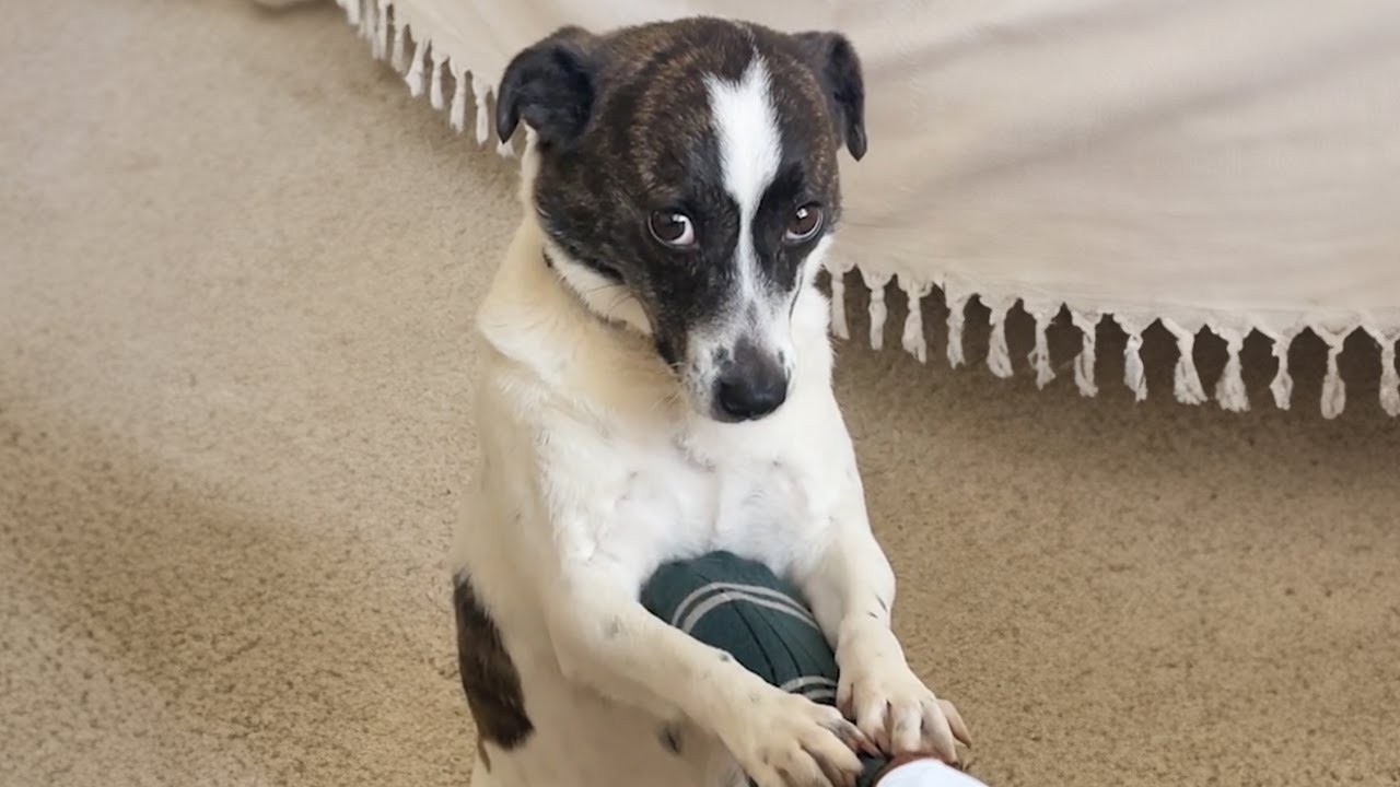 I can't stop laughing at these funny dogs
