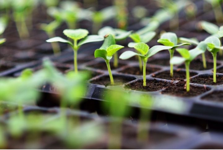 15 simple tips you can use for melons and vining plants