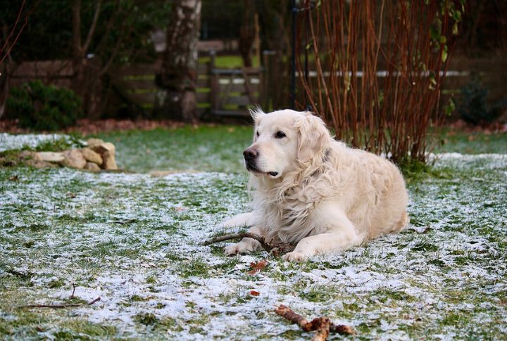 9 Australian dog breeds ideal for any home