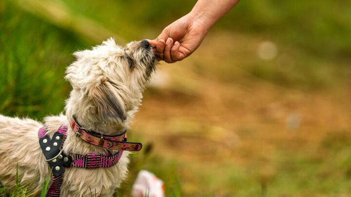 3 tips for giving your dog a better walk
