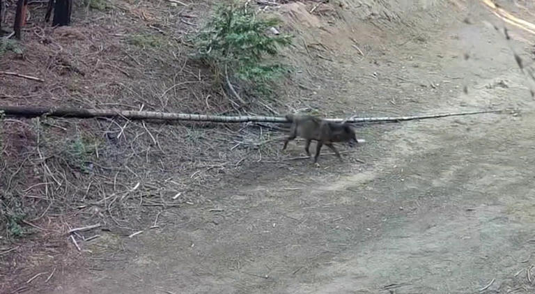 Lone gray wolf sighting is LA County's first in 100 years