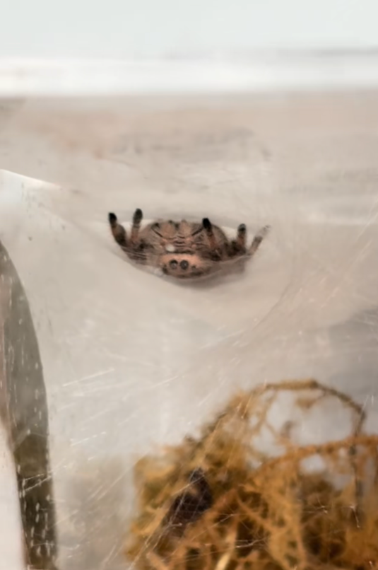 Why these jumping spiders are winning over pet lovers