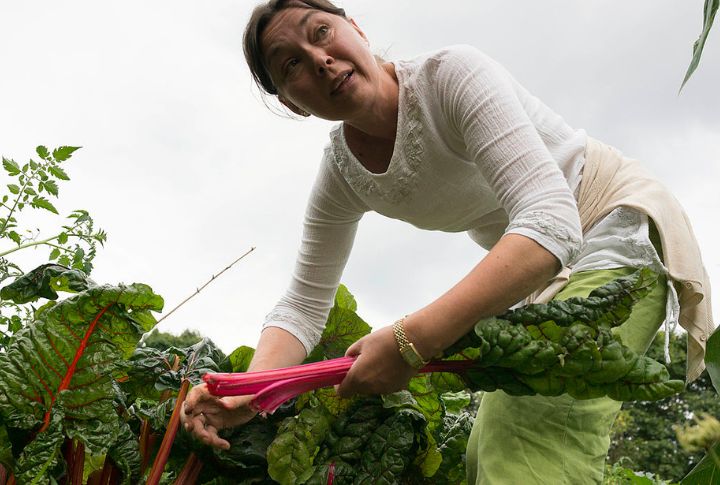 A Versatile Delight: Growing Rhubarb in Your Backyard Like a Pro