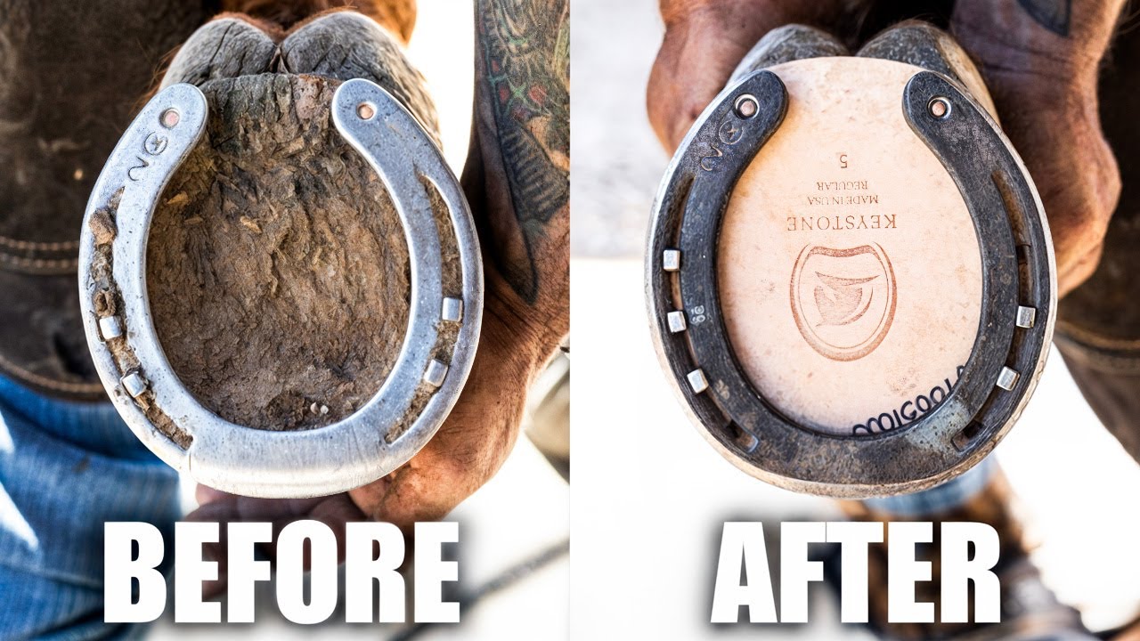 Farrier full horse hoof restoration | Deeply satisfying ASMR