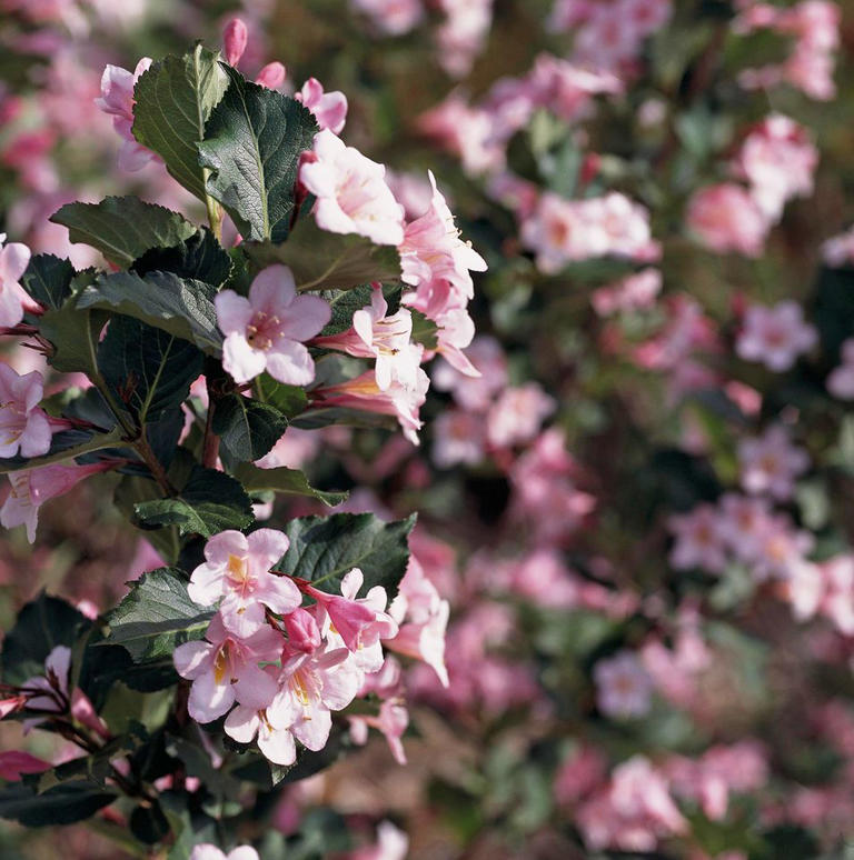 How to plant and grow rose of Sharon