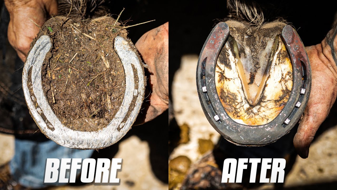 Satisfying back hoof restoration | Professional farrier ASMR