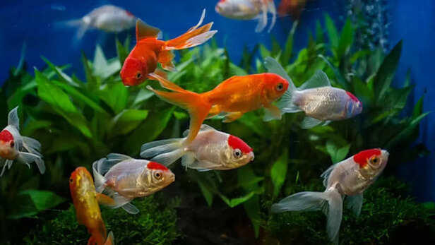 7 easy-to-maintain fish breeds perfect for home aquariums