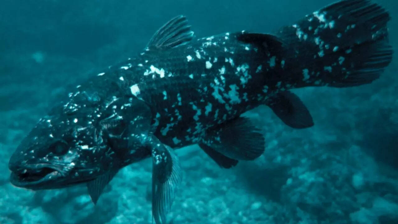 7 ancient fish species older than dinosaurs