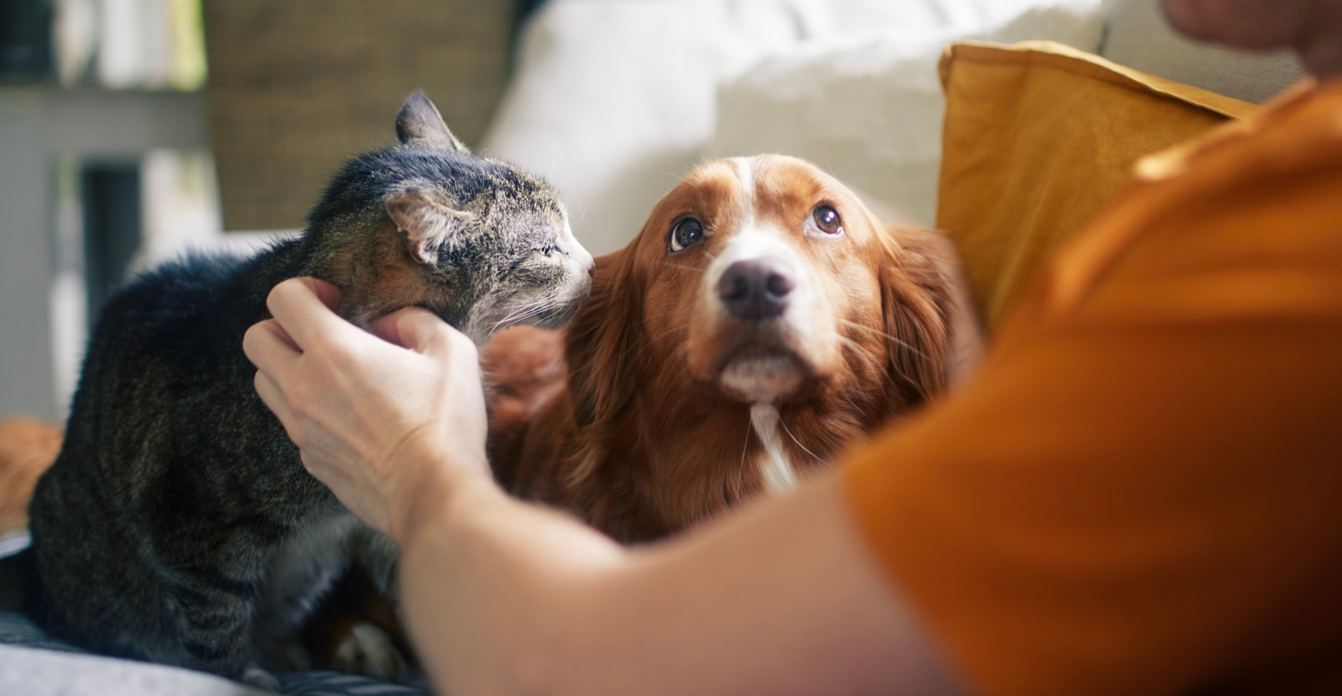 Gato, cachorro ou os dois? Seu animal preferido diz muito sobre a sua ...