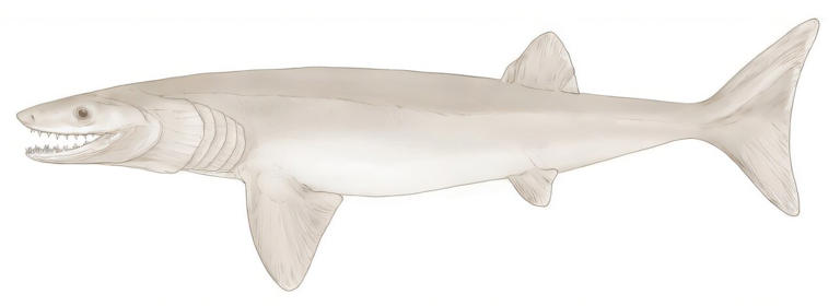 How an ancient seafloor turned Arkansas into 'Sharkansas,' a shark ...