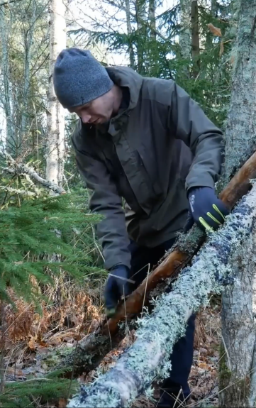 Staying warm by gathering wood in a primitive bushcraft shelter