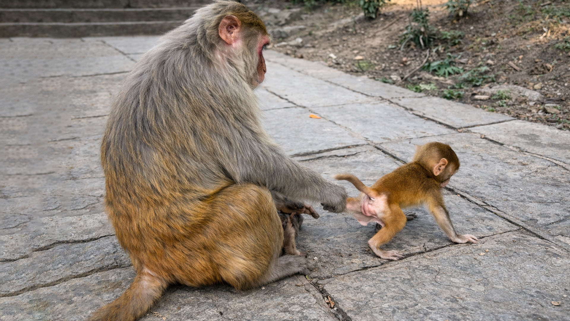 Monkey stays close to its baby