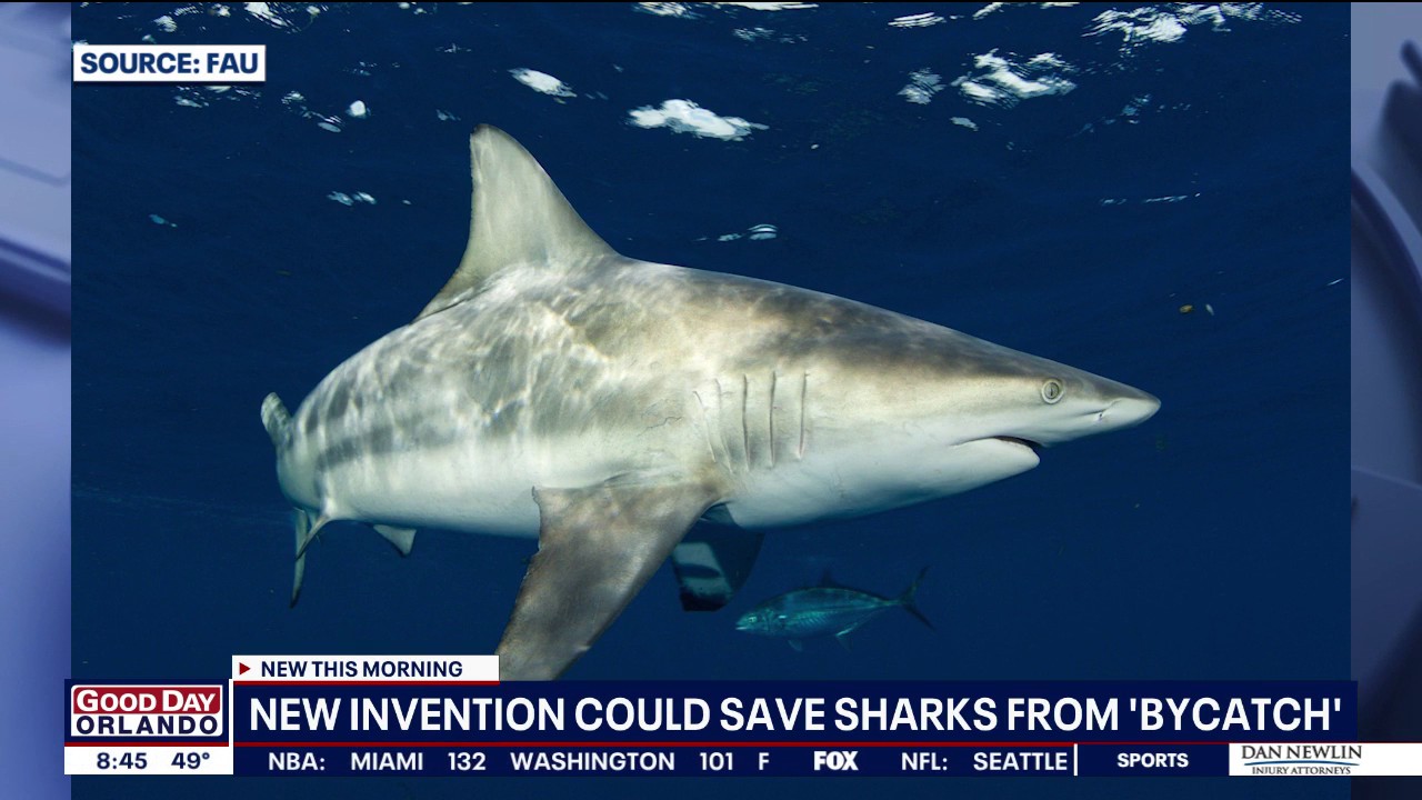 New invention could save sharks from bycatch