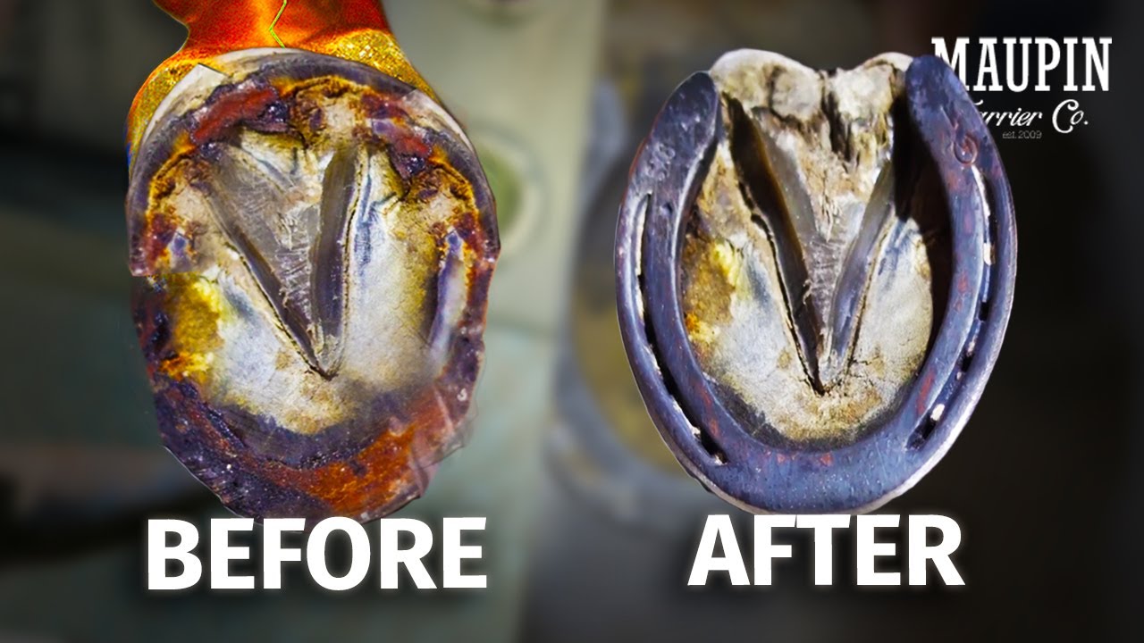 Restoring a neglected horse hoof to perfection | Satisfying ASMR