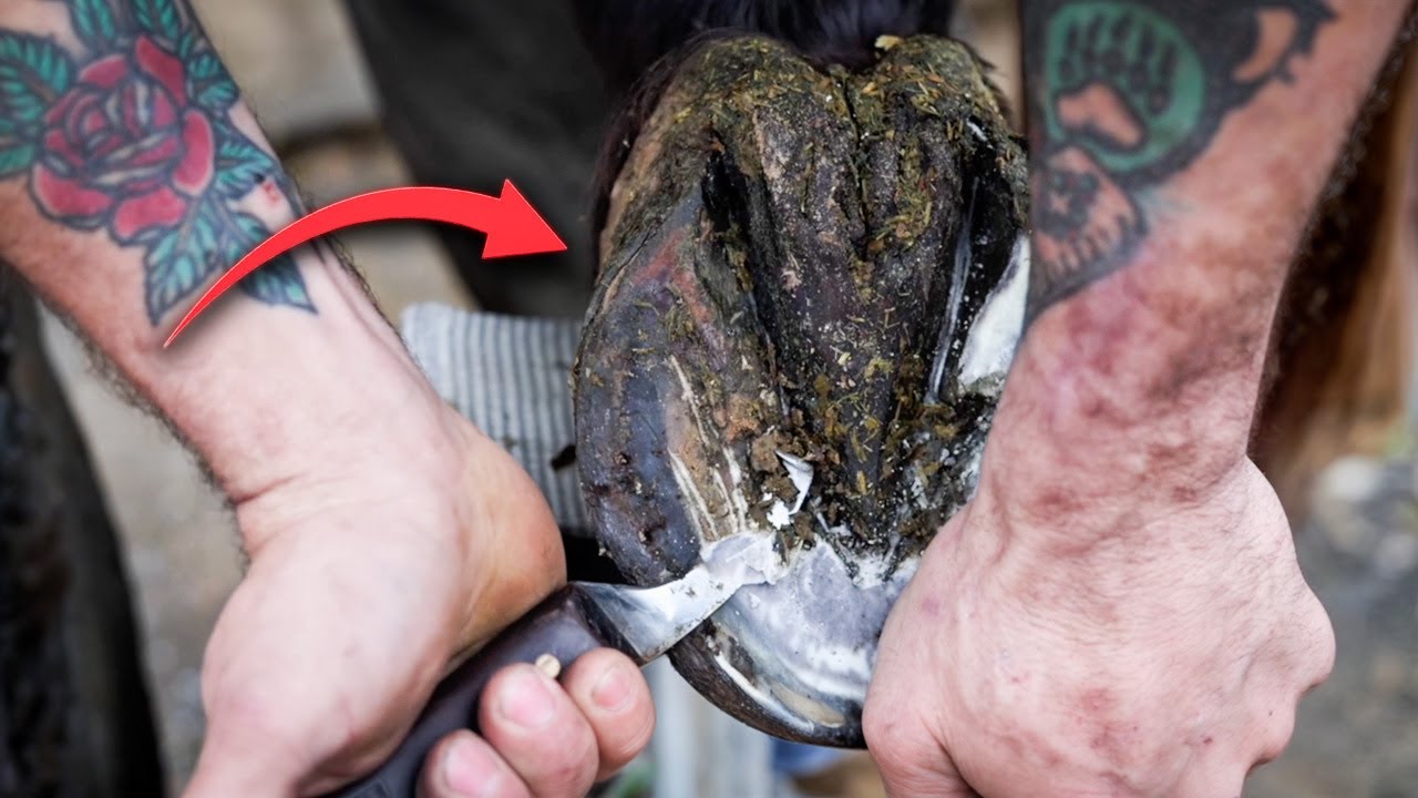 Satisfying hoof trimming compilation | Farrier ASMR
