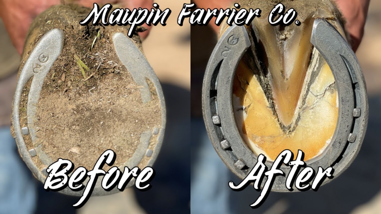 Horse hoof makeover | Satisfying ASMR by a master farrier